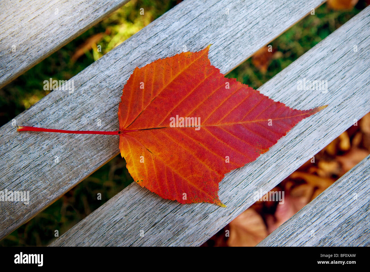 Close-up of a Acer rufinerve (Snake-bark Maple) leaf Stock Photo - Alamy