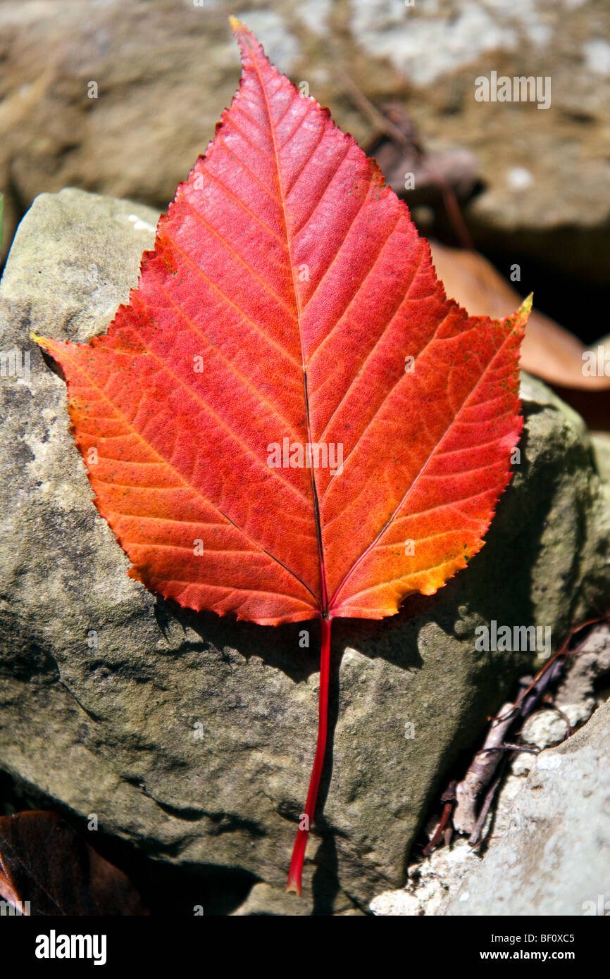 Close-up of a Acer rufinerve (Snake-bark Maple) leaf Stock Photo - Alamy