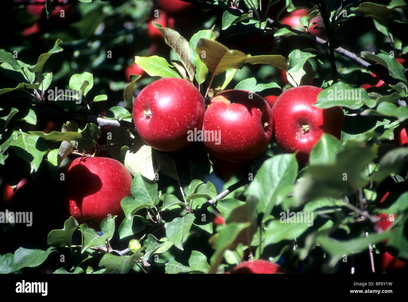 farm pick harvest ripe sweet Stock Photo - Alamy