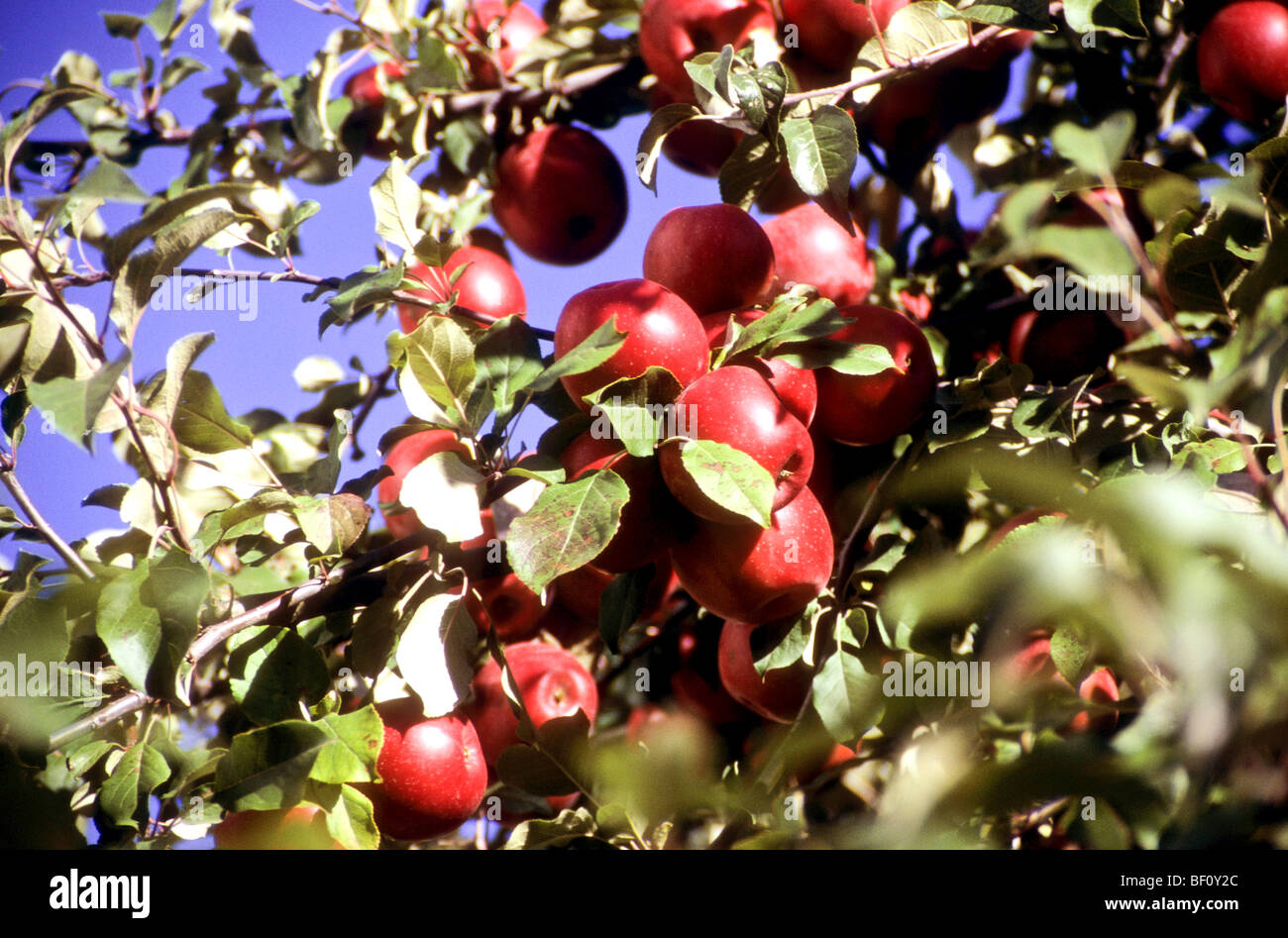 farm pick harvest ripe sweet Stock Photo - Alamy