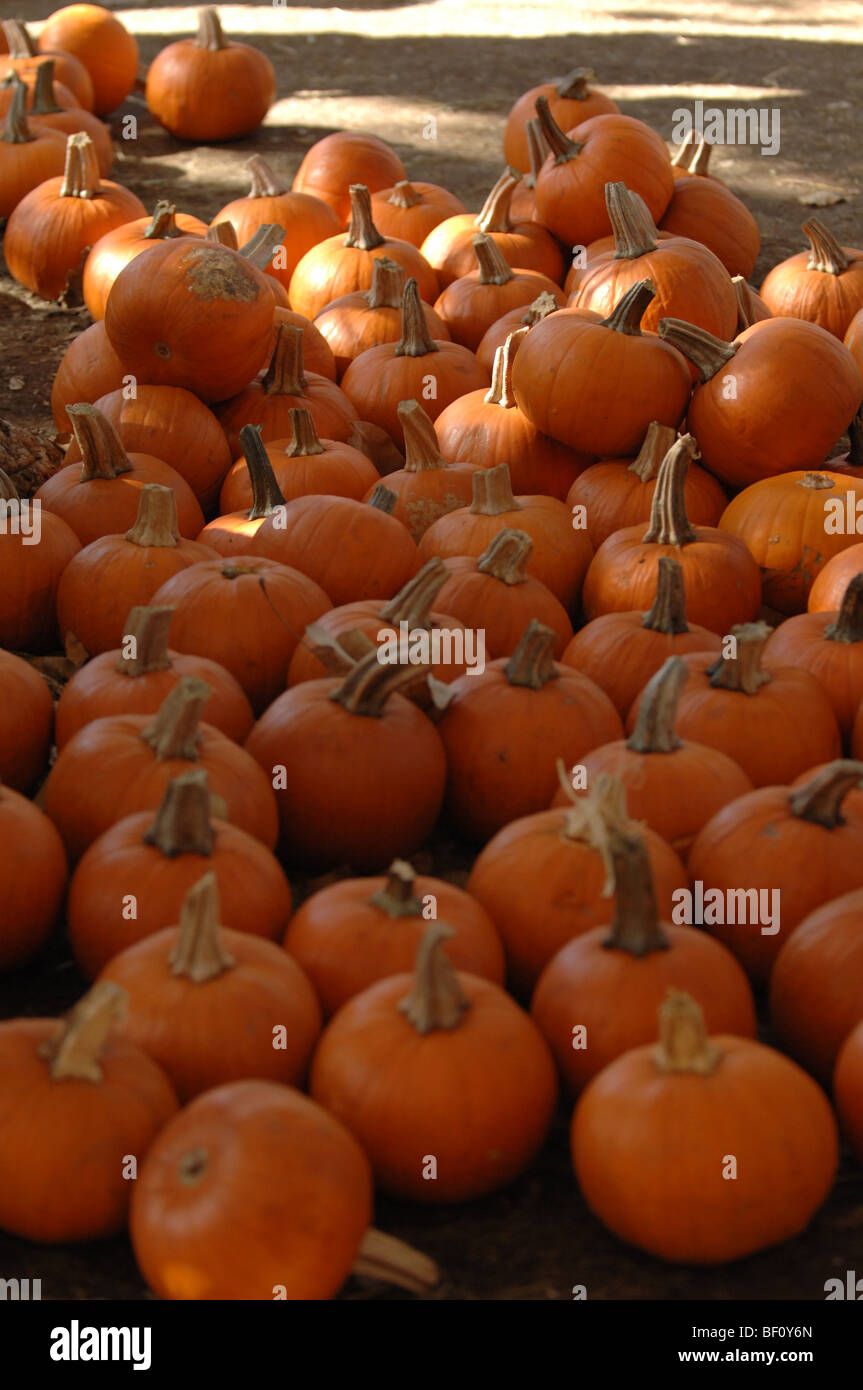 Pumpkin patch set up for display during the Halloween season Stock ...