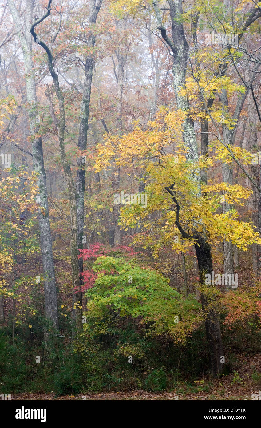 Fall foliage at Devil's Den State Park in West Fork, Arkansas Stock ...