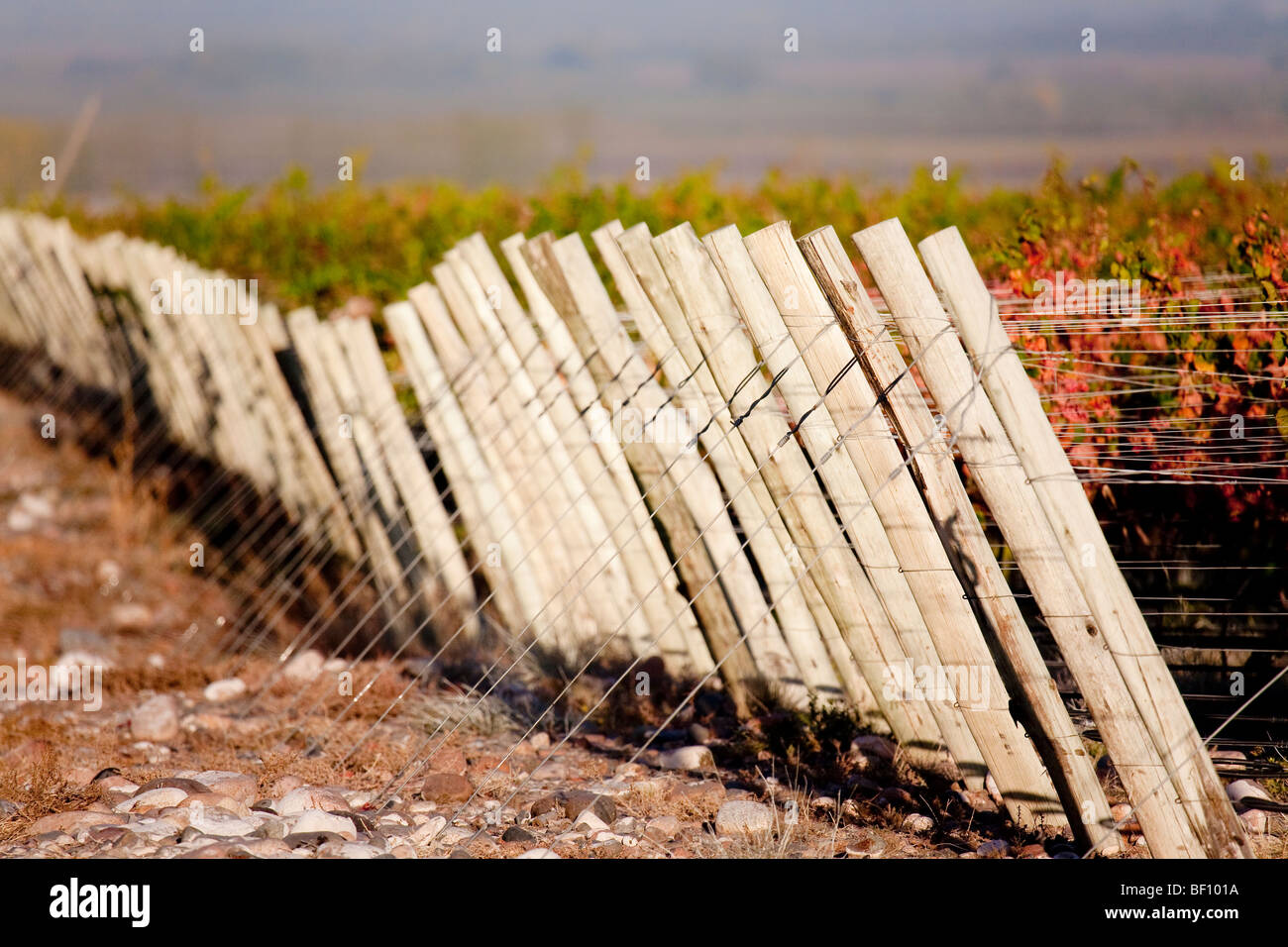 Vineyards wood supports in Uco Valley, Tupungato, Mendoza province ...