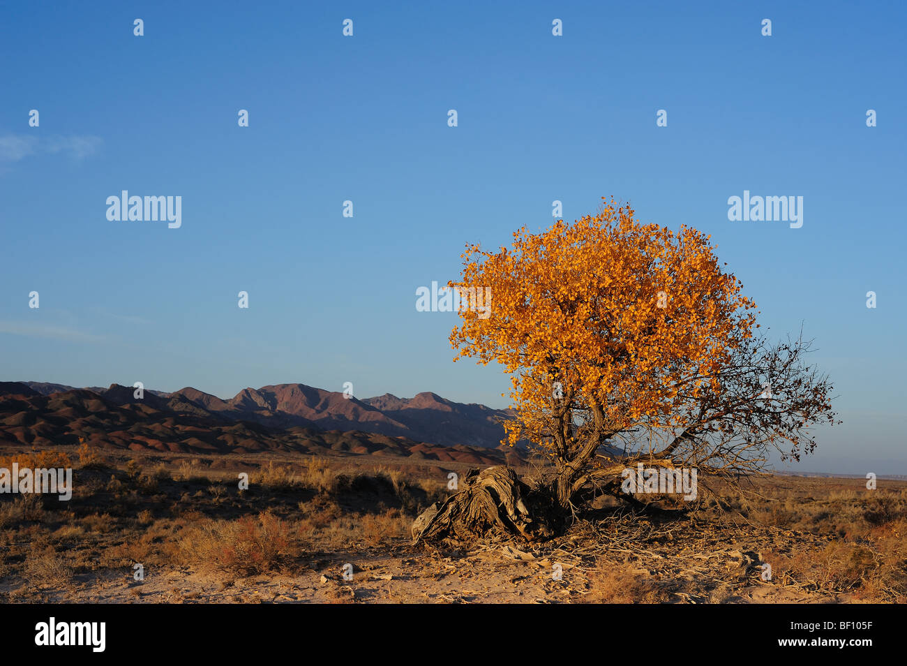 Turanga tree, relic tree, Populus diversifolia, Poplar Stock Photo - Alamy