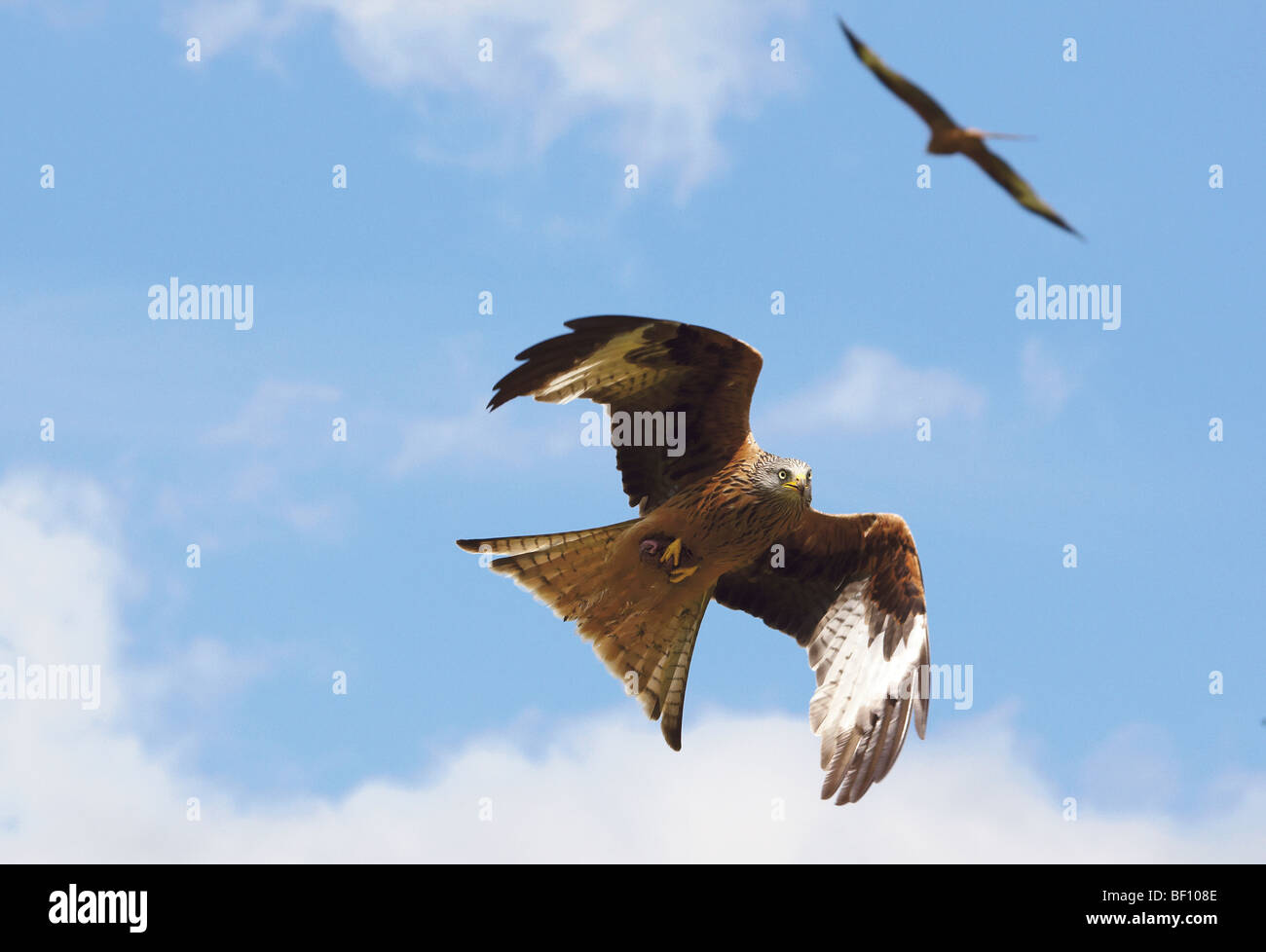 red kite holding food on the wing Stock Photo - Alamy