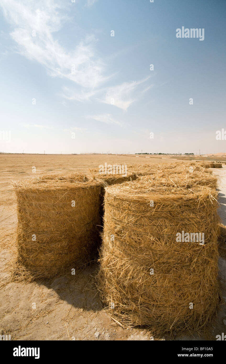Farming in abu dhabi hi-res stock photography and images - Alamy