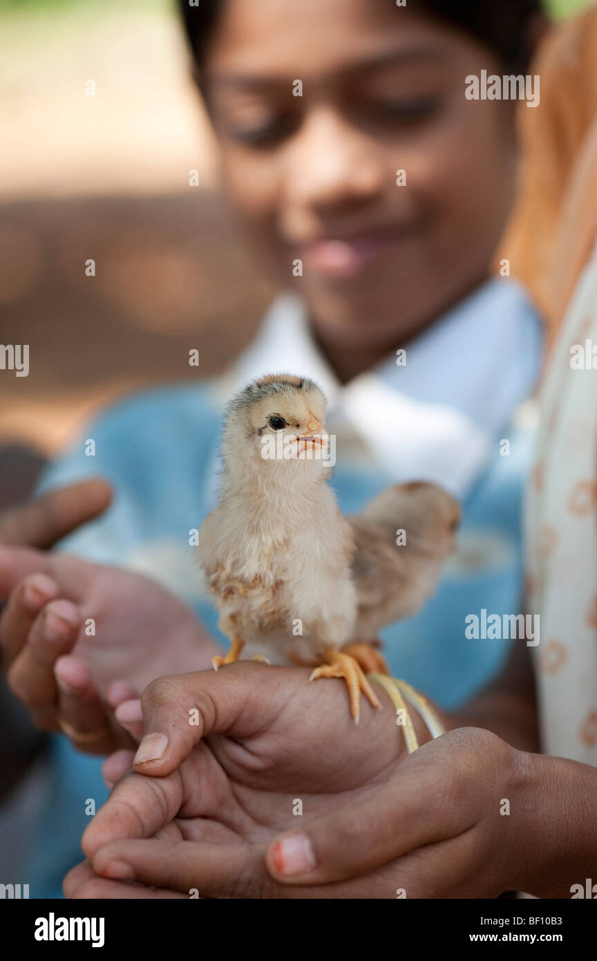 Indian poultry hi-res stock photography and images - Alamy