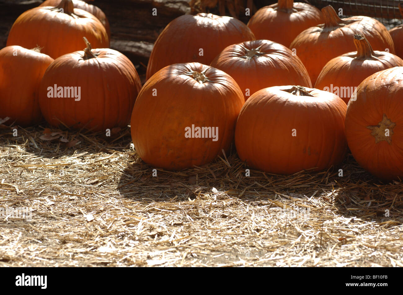 Pumpkin patch set up for display during the Halloween season Stock ...