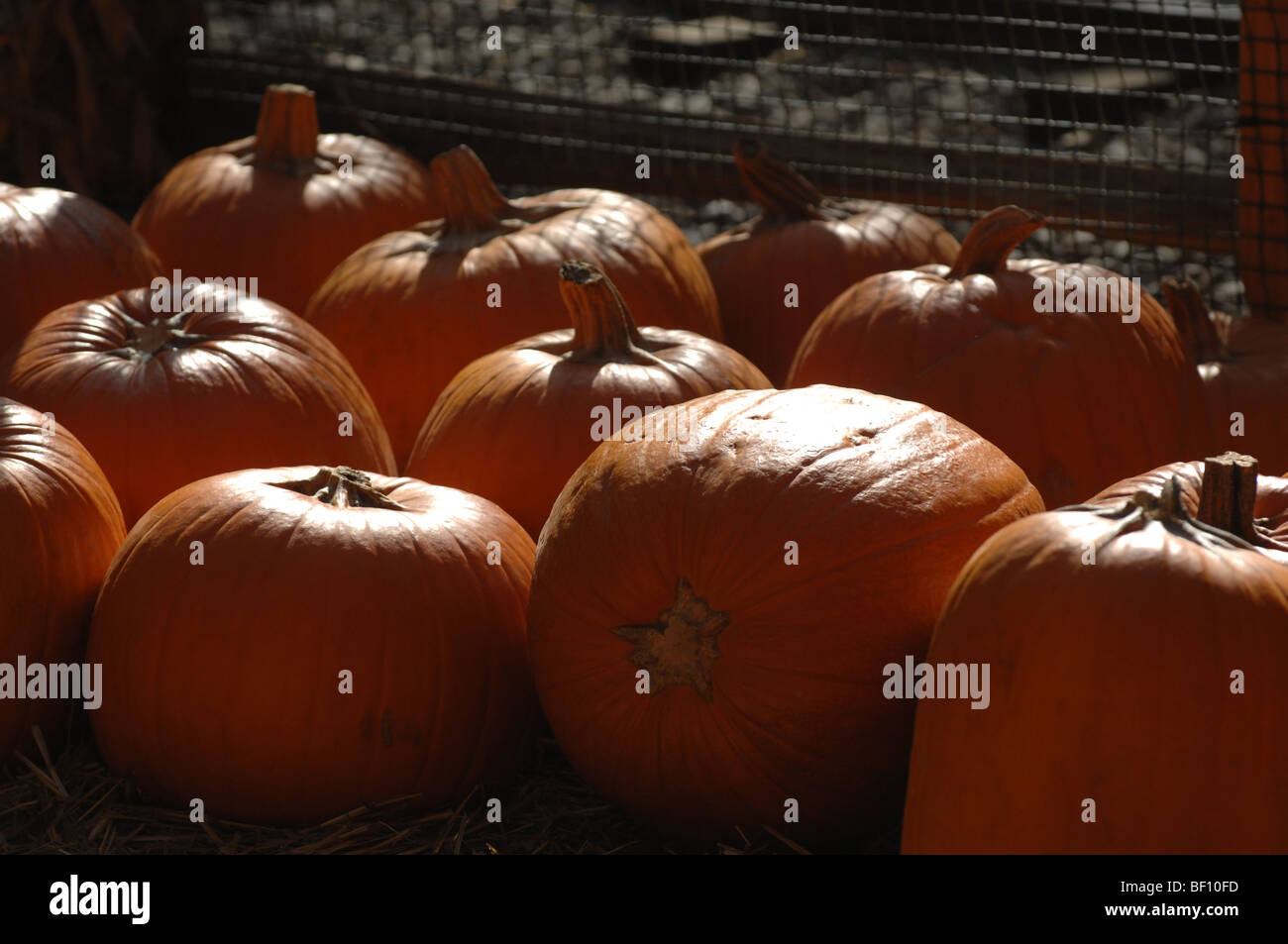 Pumpkin patch set up for display during the Halloween season Stock ...