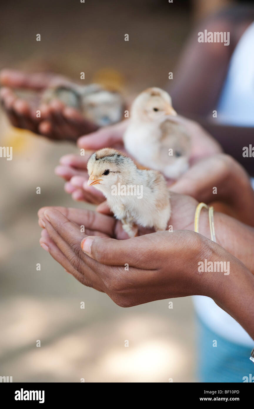 Young indian girls with chicks in the palm of their hands. Andhra ...
