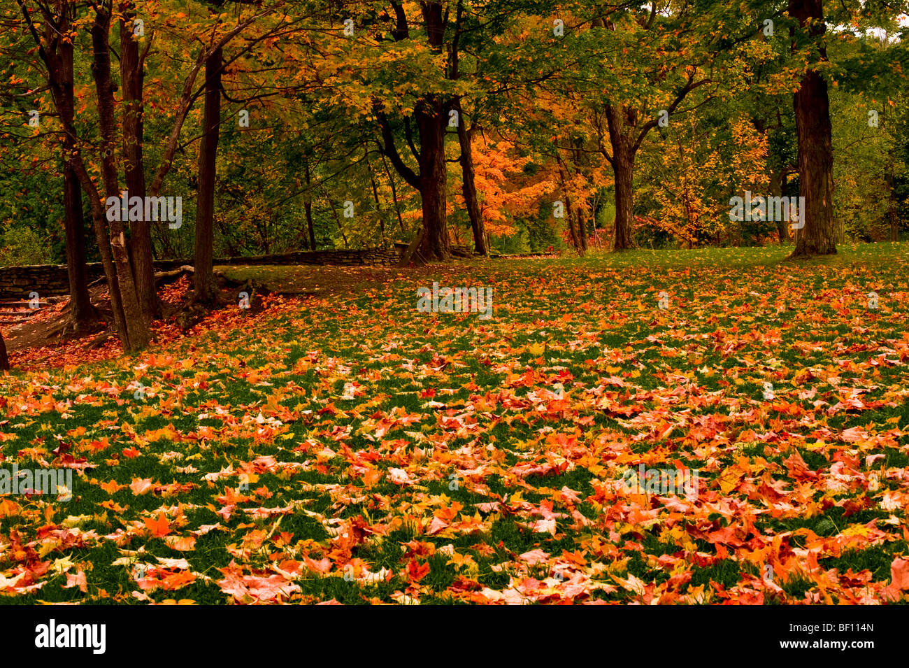 park with fall leaves and trees Stock Photo - Alamy