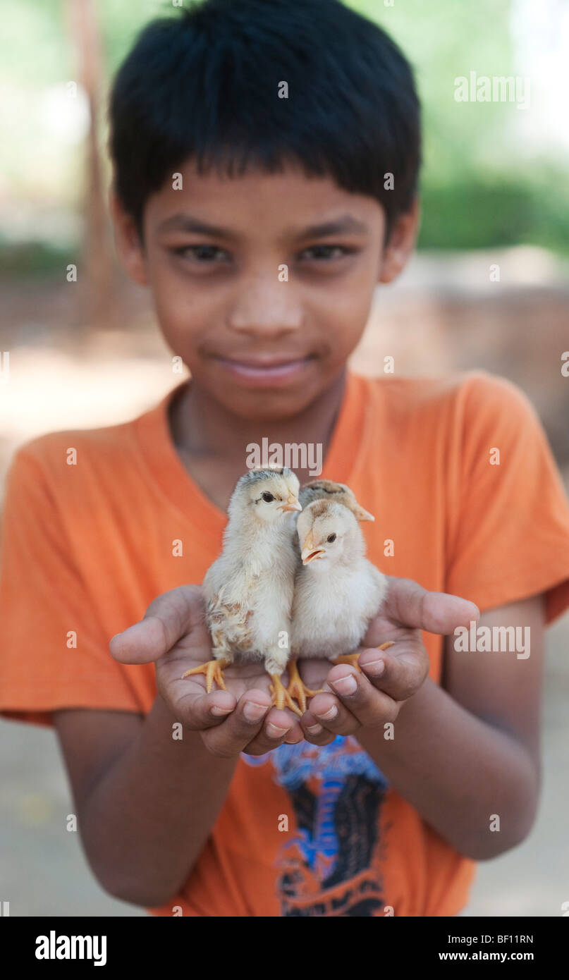 Young indian boy with chicks in the palm of his hands. Andhra Pradesh ...