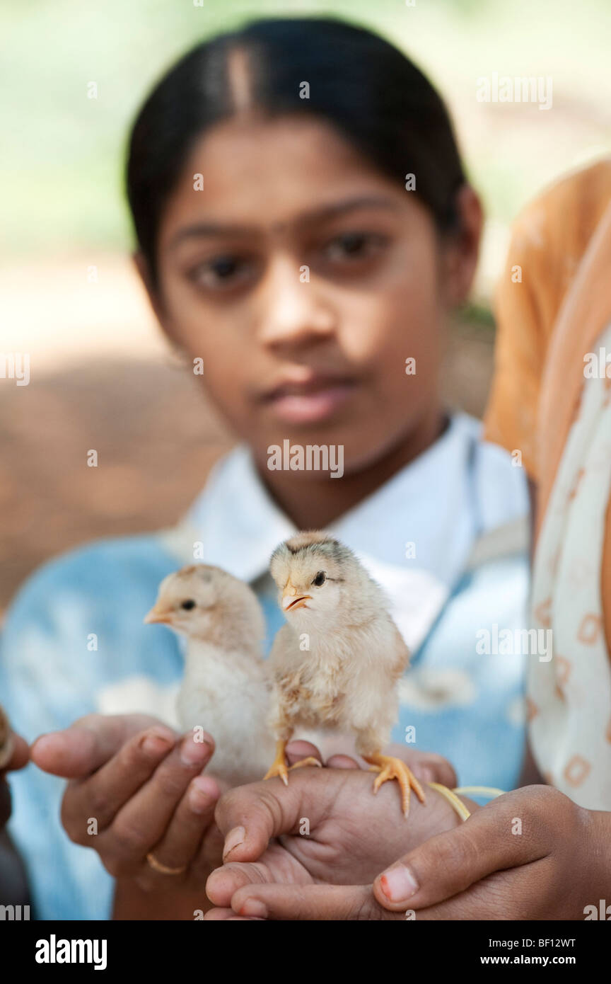 Young indian girl with chicks in the palm of her hands. Andhra Pradesh ...