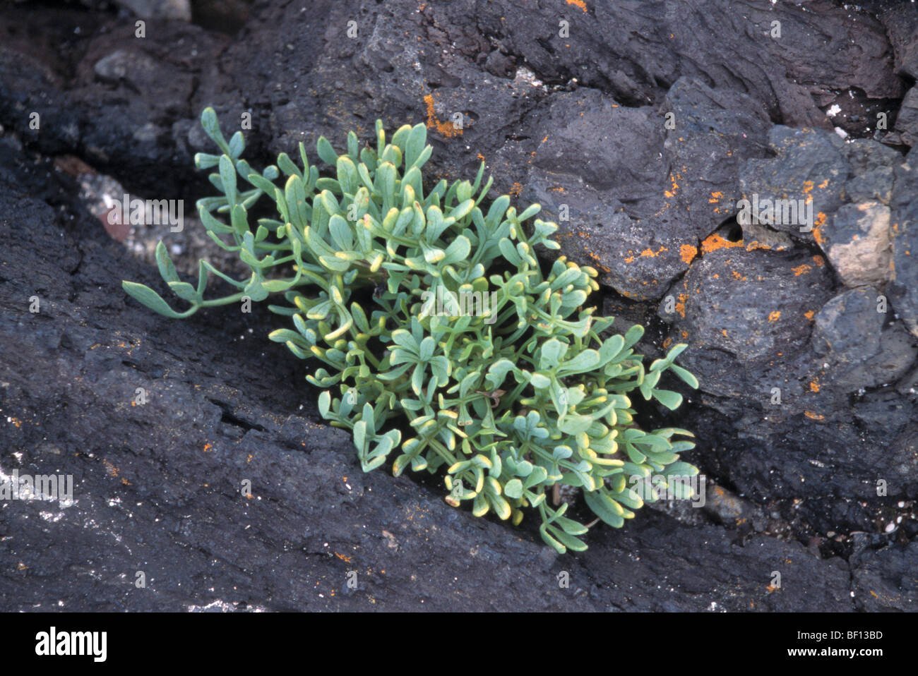 lava rocks, sao miguel, azores, portugal Stock Photo - Alamy