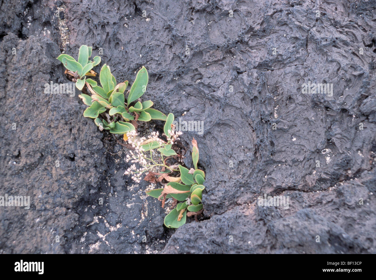 lava rocks, sao miguel, azores, portugal Stock Photo - Alamy