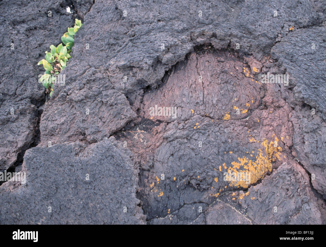 lava rocks, sao miguel, azores, portugal Stock Photo - Alamy