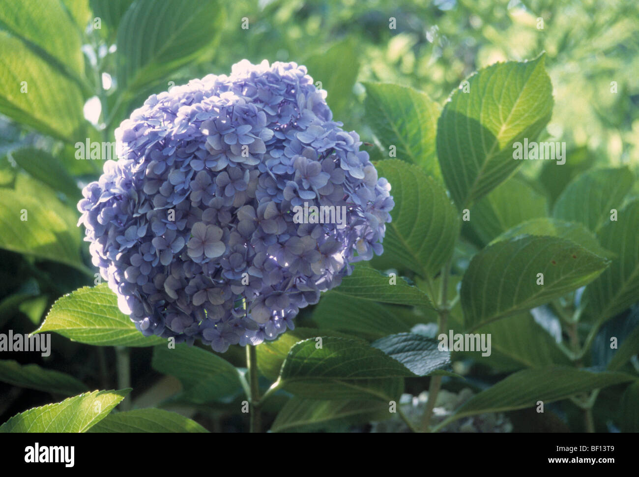 hydrangea, sao miguel, azores, portugal Stock Photo - Alamy