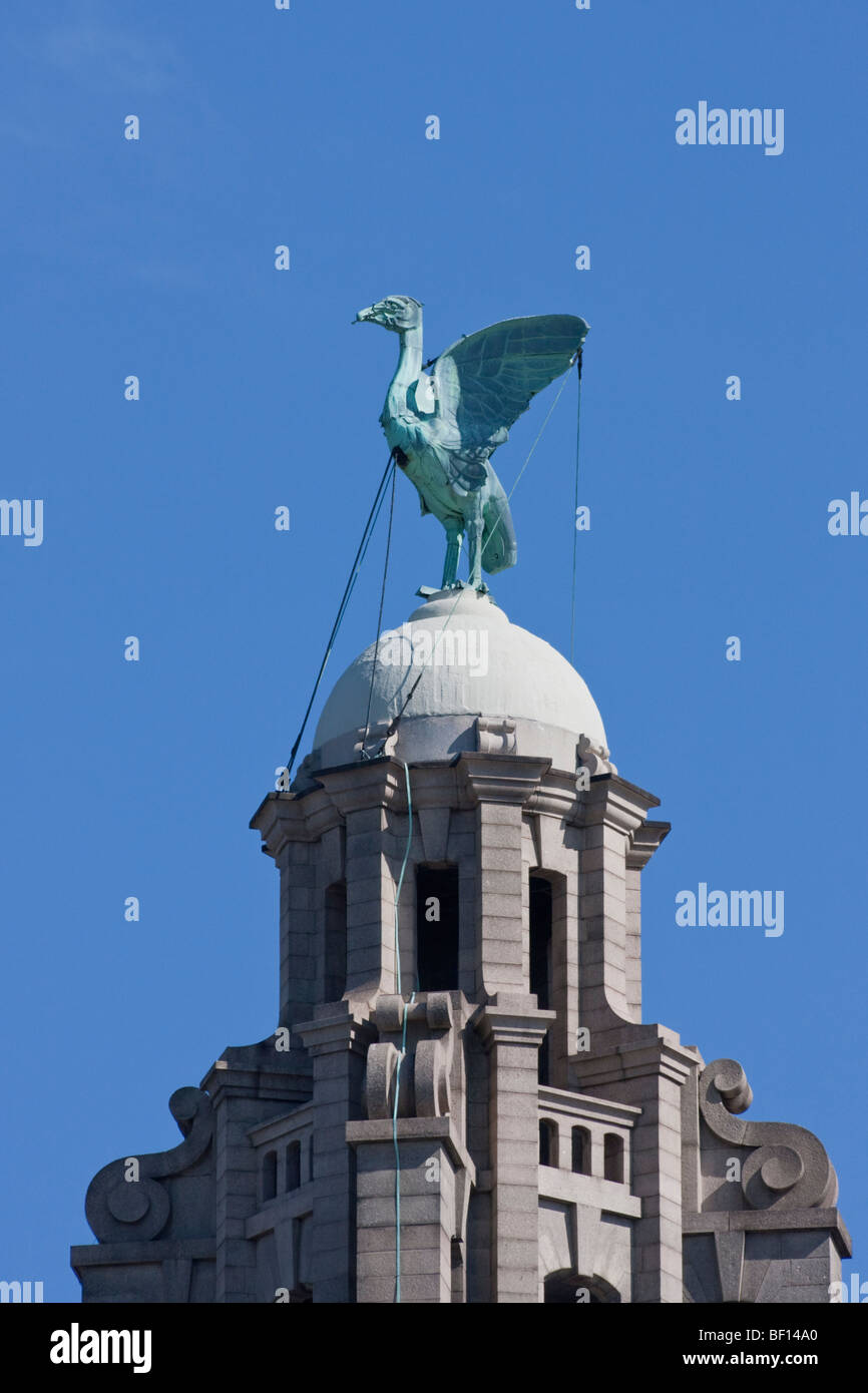Dragon on the Royal Liver Building, Liverpool, England Stock Photo - Alamy