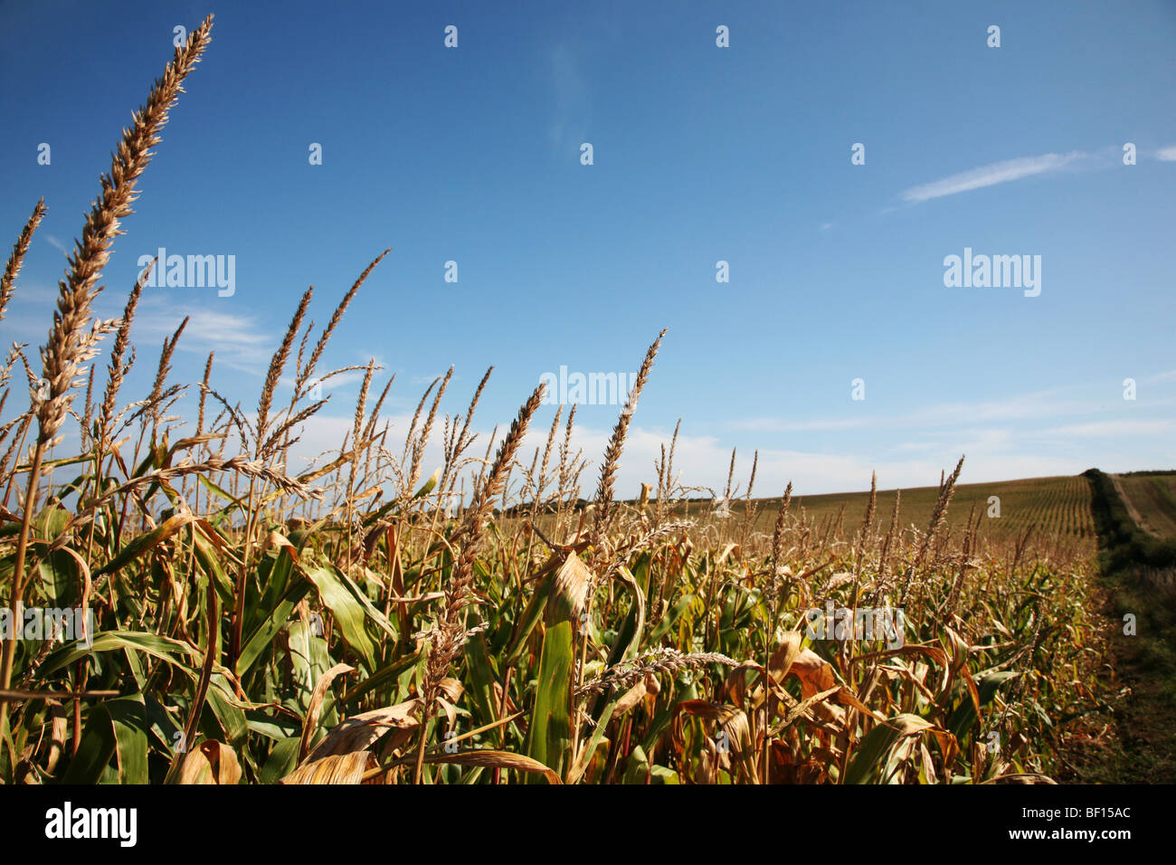 A field of maize above Studland Bay on the Purbeck coast Stock Photo ...