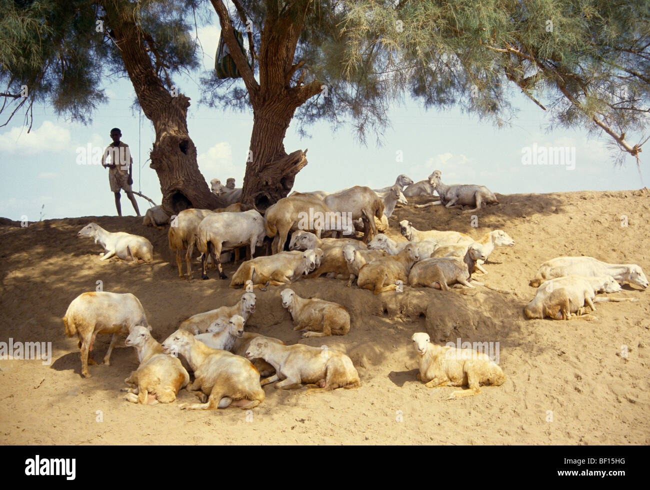 Gizan Saudi Arabia Shepherd With Herd Stock Photo - Alamy