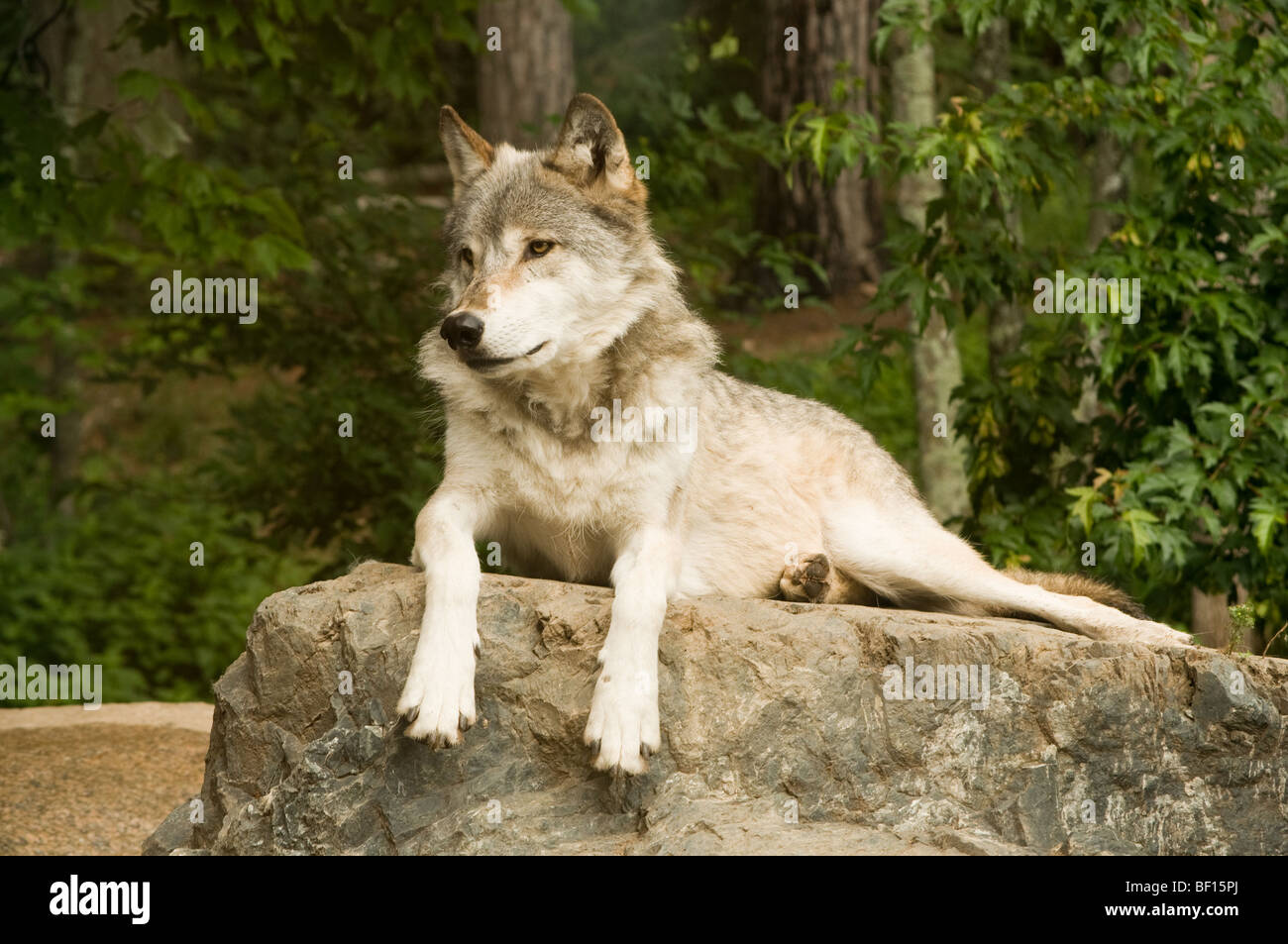 great plains wolf attentively watching while laying on rock in sun ...