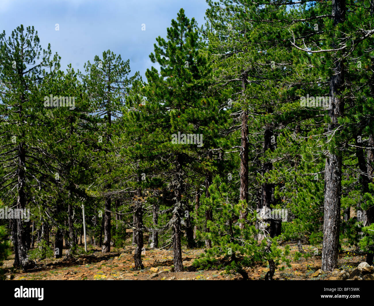 Coniferous Forest Mount Olympus Cyprus Stock Photo - Alamy