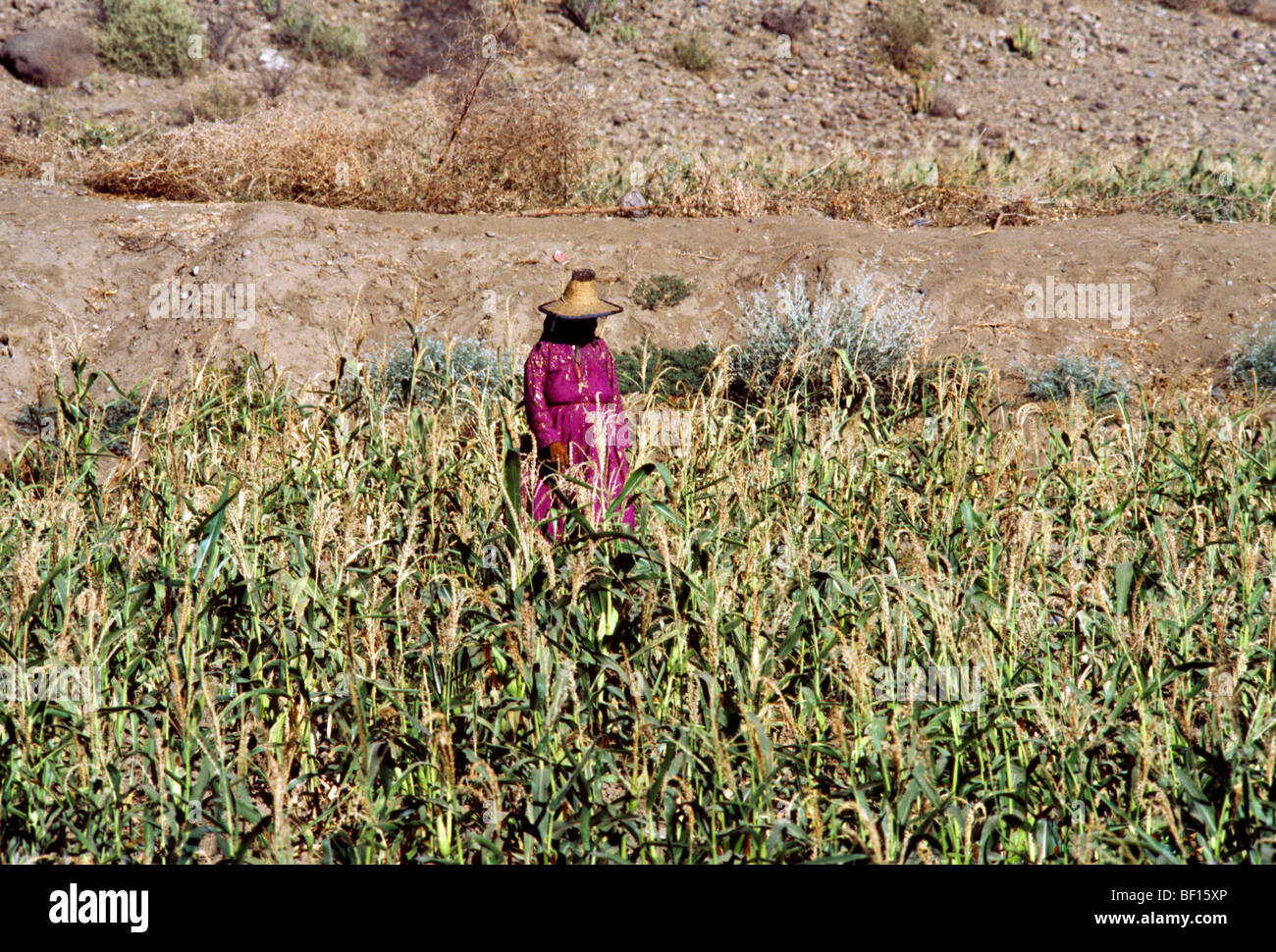 Tihama Yemen Women wearing madhalla Working In Field Of Alfafa Stock ...