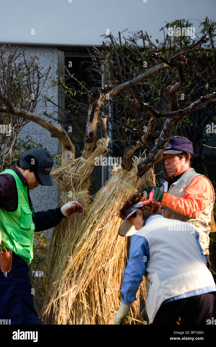 Preparing for Winter Protecting Trees with Straw seoul south korea ...