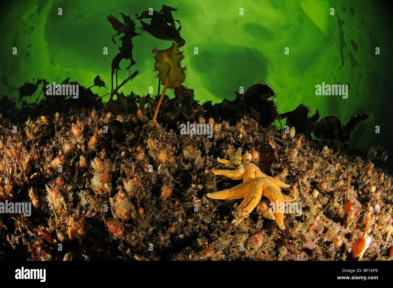 Asterias rubens, common starfish on rock under ice, White Sea, Russia ...
