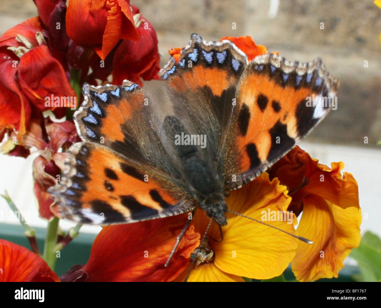 Butterfly on wallflower Stock Photo - Alamy