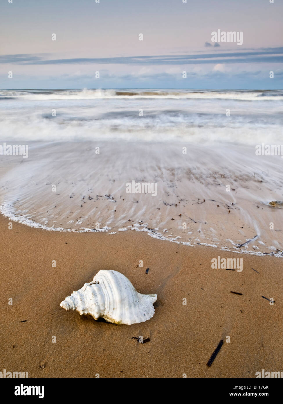 White shell on the sand of a beach at sunset. Slow time of shutter used ...