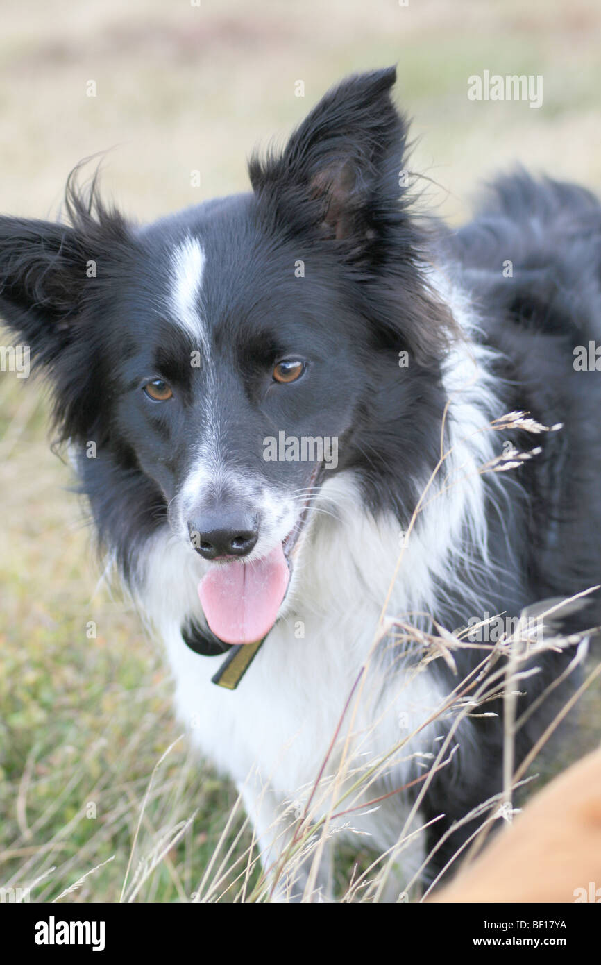 Border Collie on Ilkley Moor, Yorkshire; England Stock Photo - Alamy