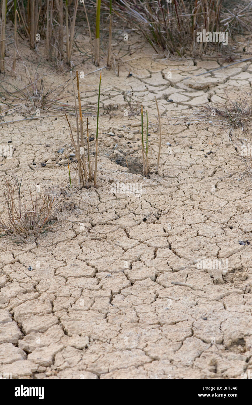 Dry reed in river hi-res stock photography and images - Alamy