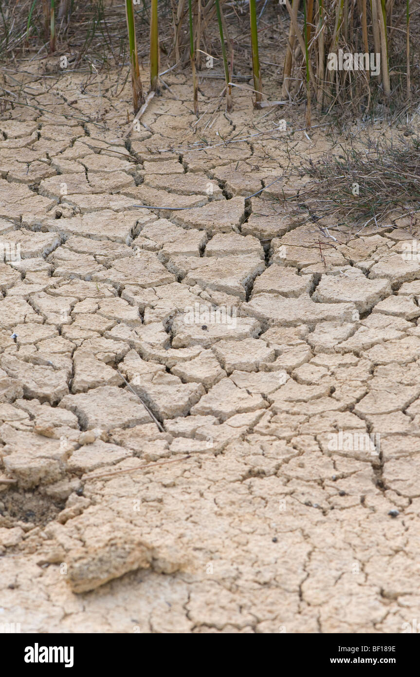 Dry reed in river hi-res stock photography and images - Alamy