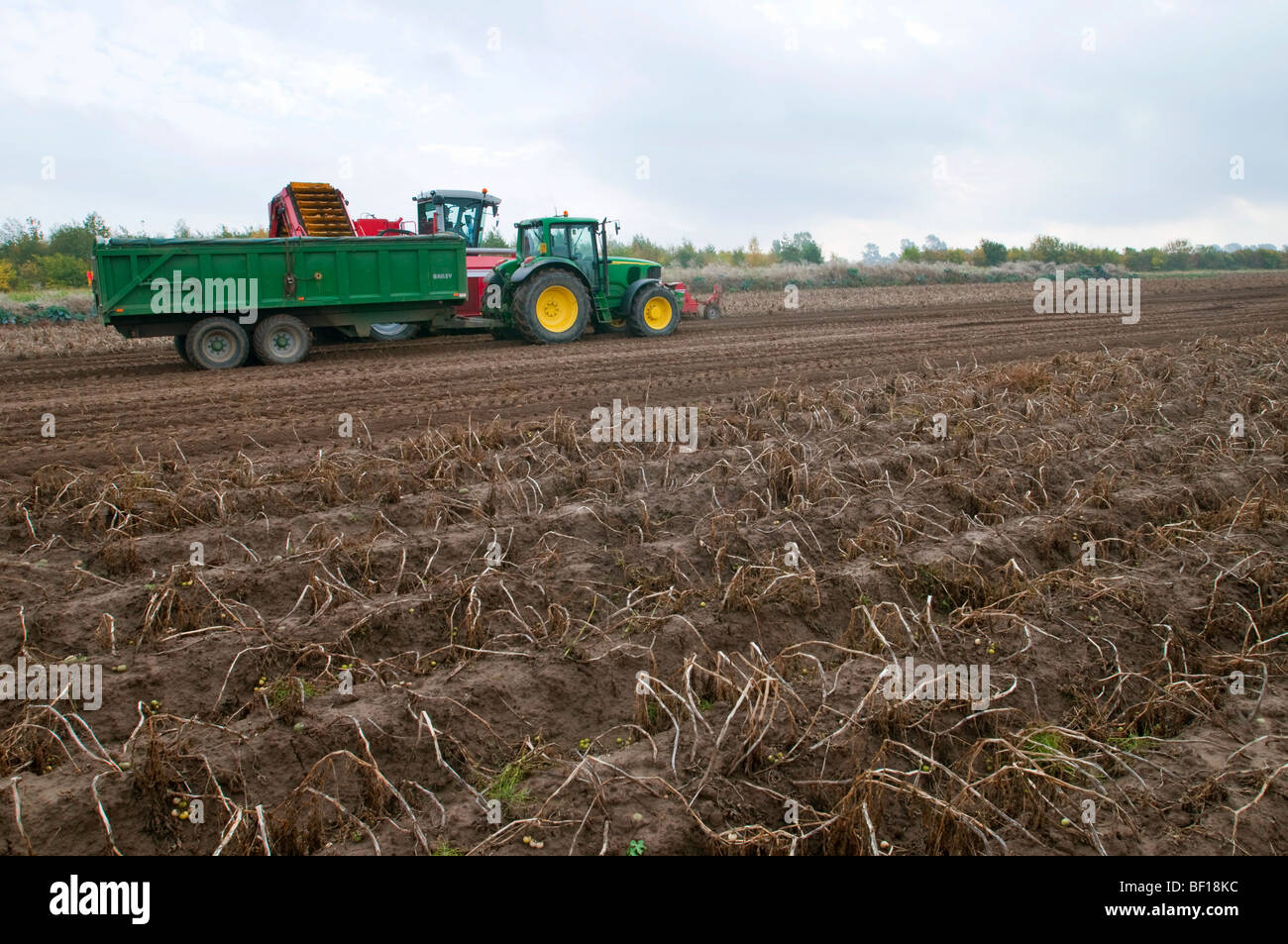 Potato harvest on a farm in Lincolnshire, England Stock Photo - Alamy