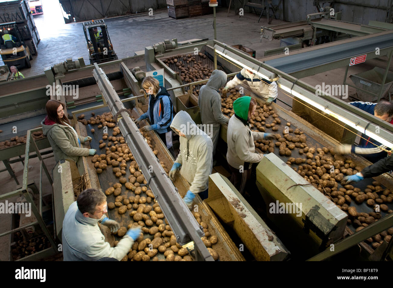 Migrant workers sort potatoes on a Lincolnshire farm, UK Stock Photo ...
