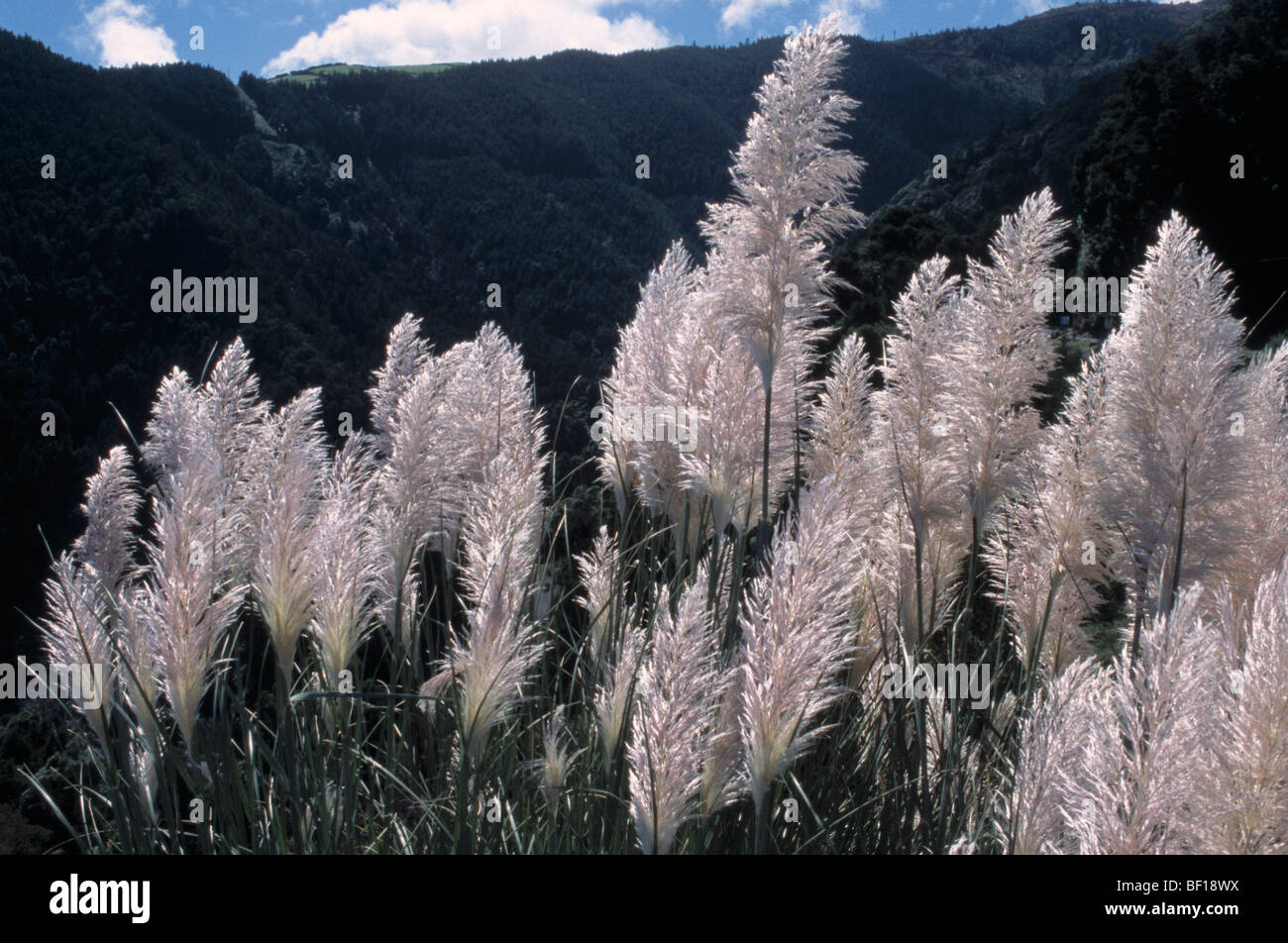 pampas grass, sao miguel, azores, portugal Stock Photo - Alamy