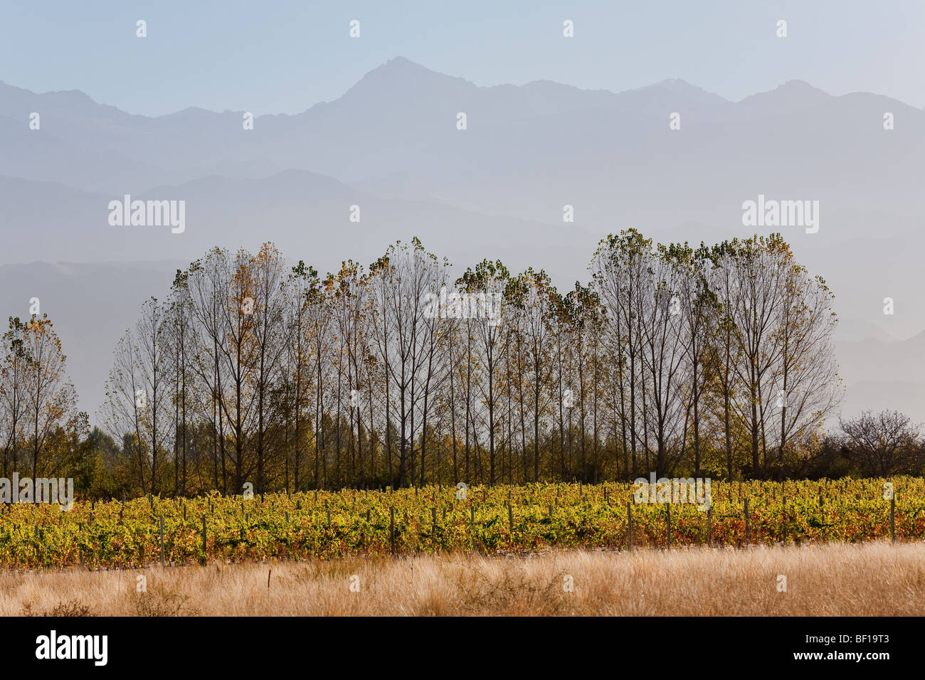 Vineyards, trees and Andes mountain range, Uco Valley, Tupungato ...