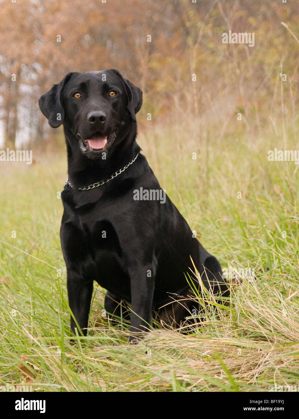 Black Lab sitting in a golden autumn field looking at camera Stock ...
