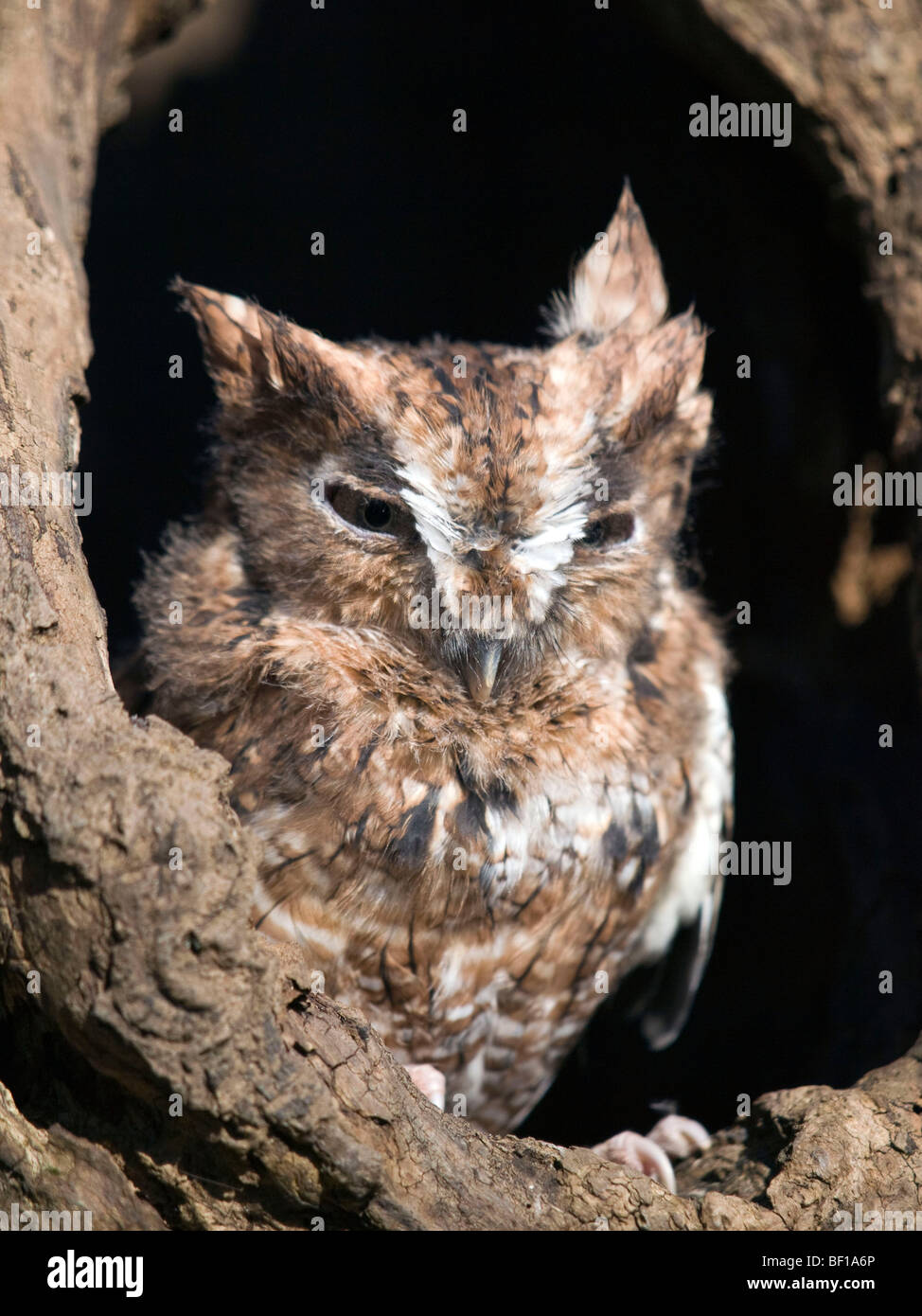 Tired owl hi-res stock photography and images - Alamy