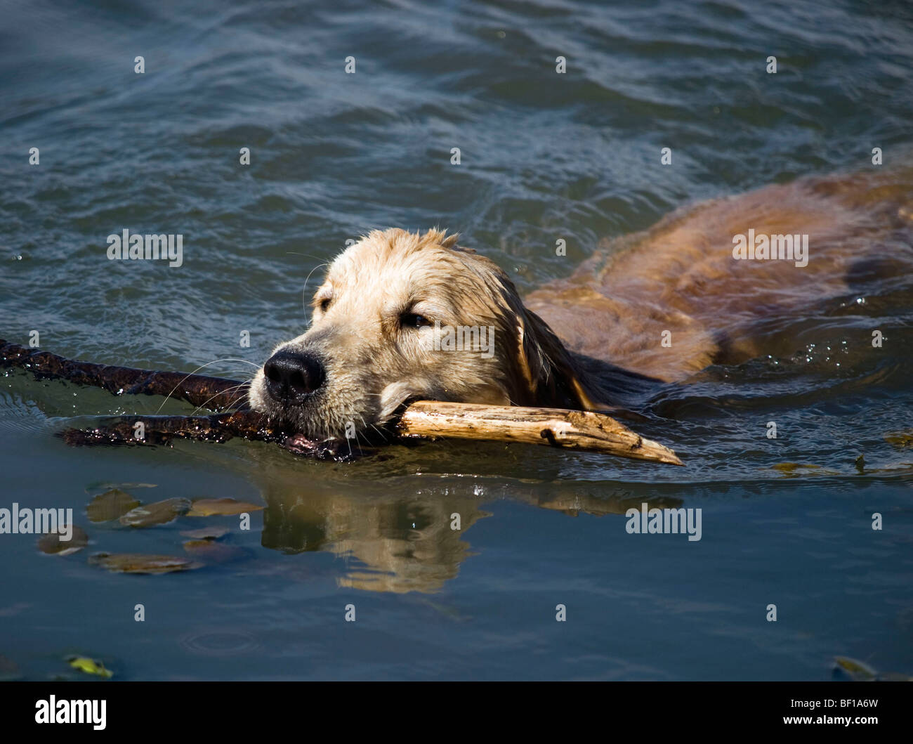 Golden Retriever swimming in the pond retrieving a stick Stock Photo ...