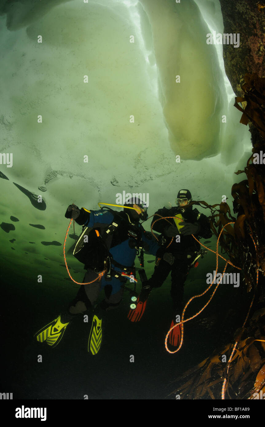 ice diving, ice diver with safty rope, White Sea, Russia Stock Photo ...