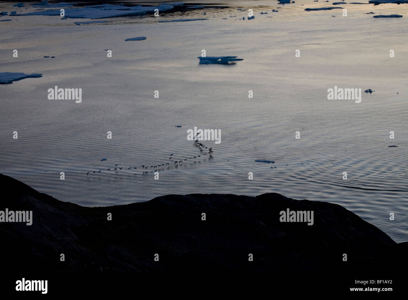 Eider ducks flying in formation near Kulusuk, East Greenland Stock ...