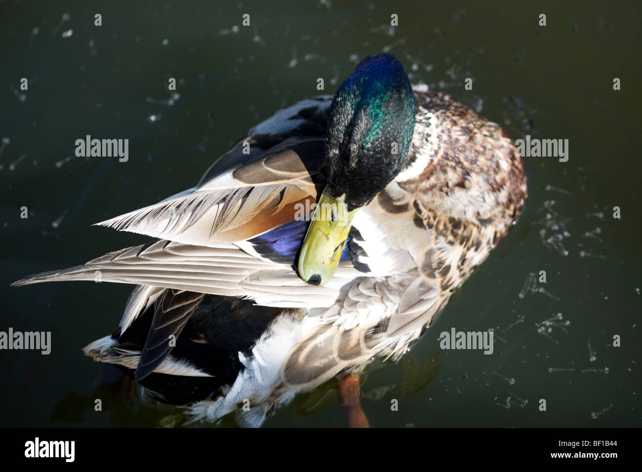 Duck colourful plumage hi-res stock photography and images - Alamy