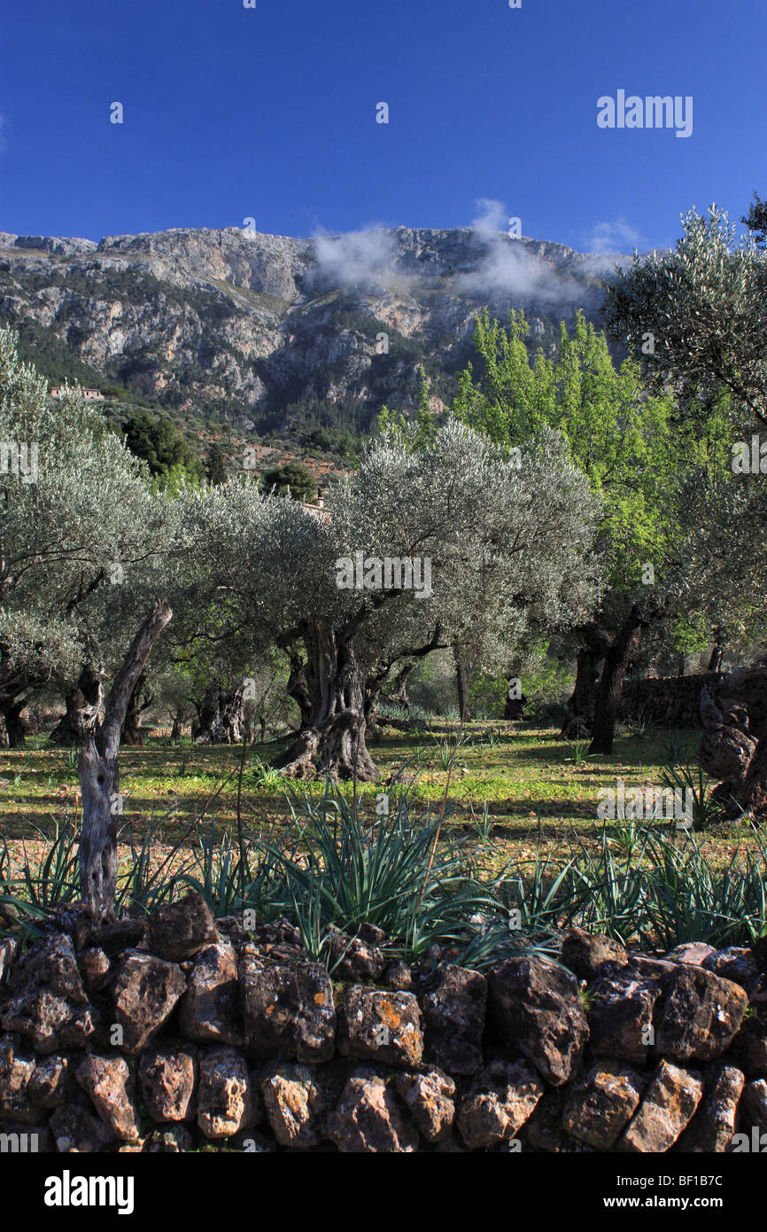 Olive grove mountains hi-res stock photography and images - Alamy