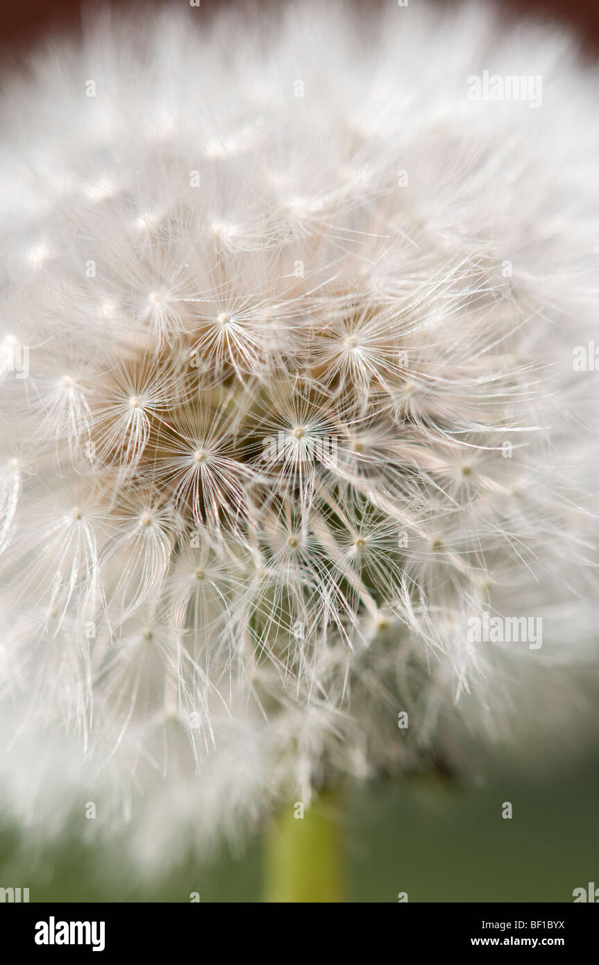 Close up image of a dandelion clock Stock Photo - Alamy