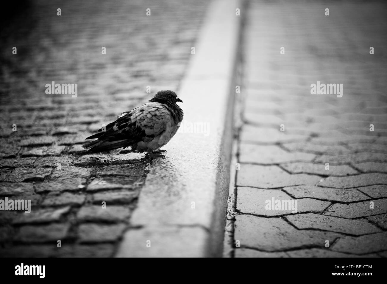 Pigeon city pigeons Black and White Stock Photos & Images - Alamy