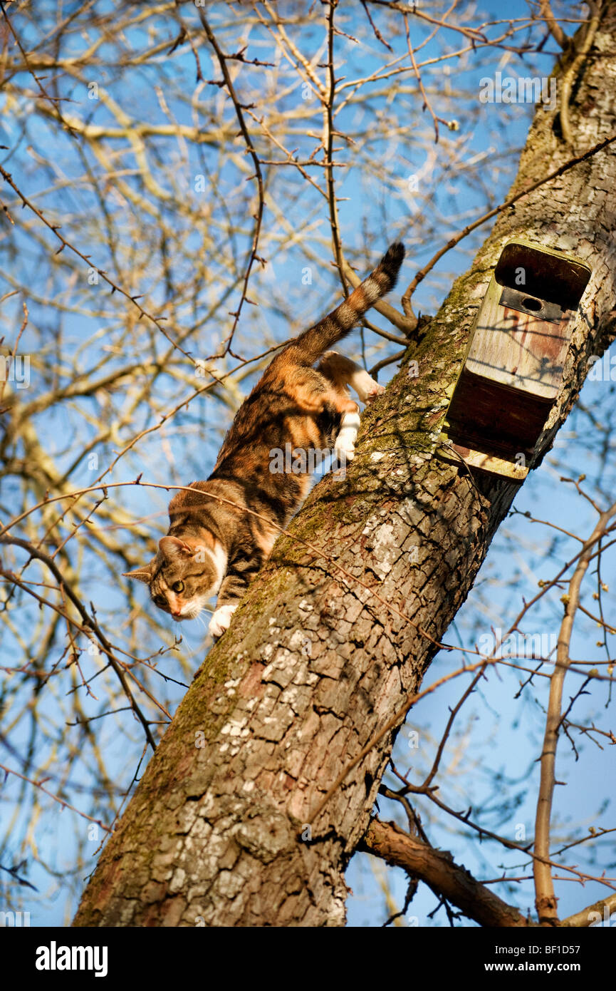A cat and a nesting box in a tree, Sweden Stock Photo - Alamy