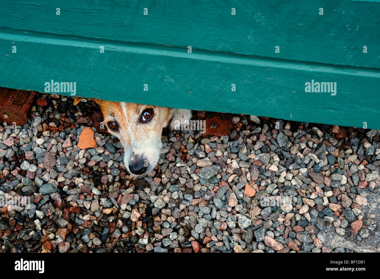 A dog hiding, Sweden Stock Photo - Alamy