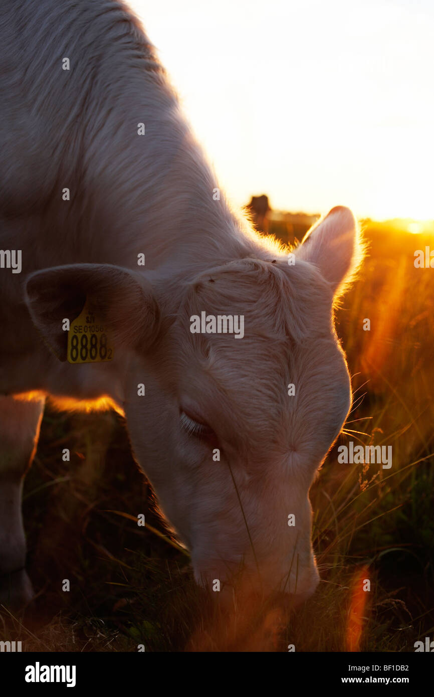 A cow in sunset, Skane, Sweden Stock Photo - Alamy